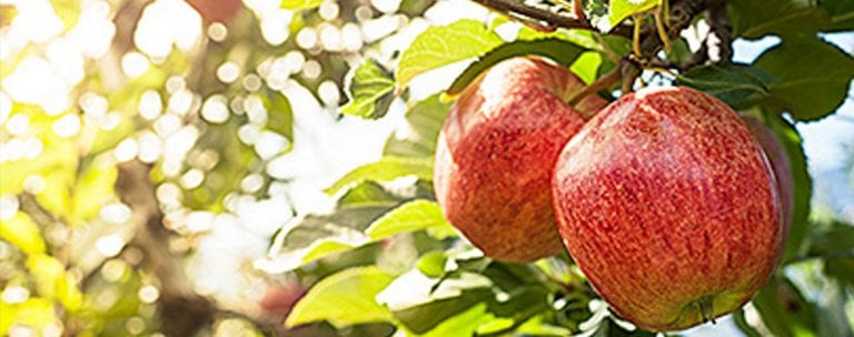 Tips for the Planting and Care of Apple Trees - Dreamworks Tree Services