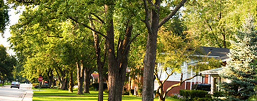 Spring Tree Care and Preparation | DreamWorks Trees