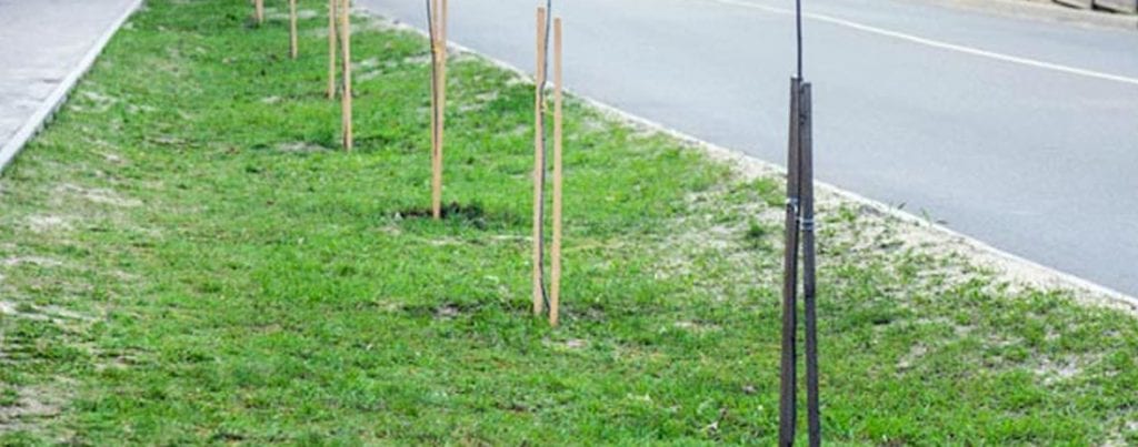 How Do Cables & Braces Protect a Tree’s Structure?