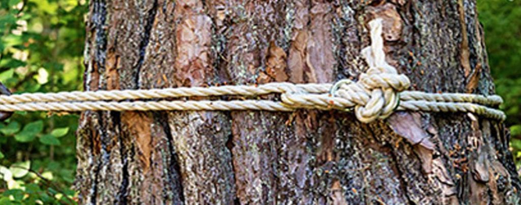 Protect Trees from Damage with Cabling & Bracing | DreamWorks Trees