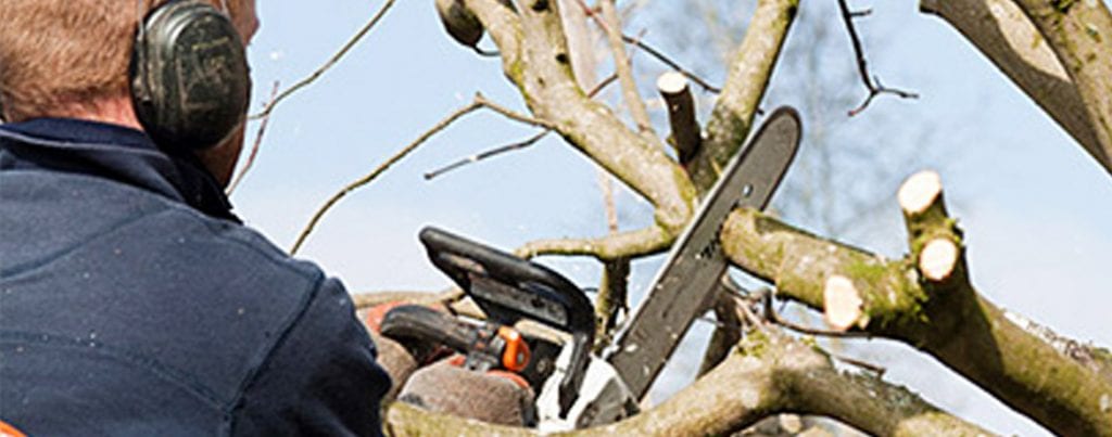 Why the Dormant Season is Important for Your Trees | DreamWorks Trees