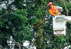 Crane and Bucket Truck for Tree Service and Removal