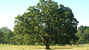 Essential Things You Need to Know About White Oak Tree Care