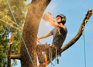 Tree Care, Tree Removal & Arborist Services in Toronto